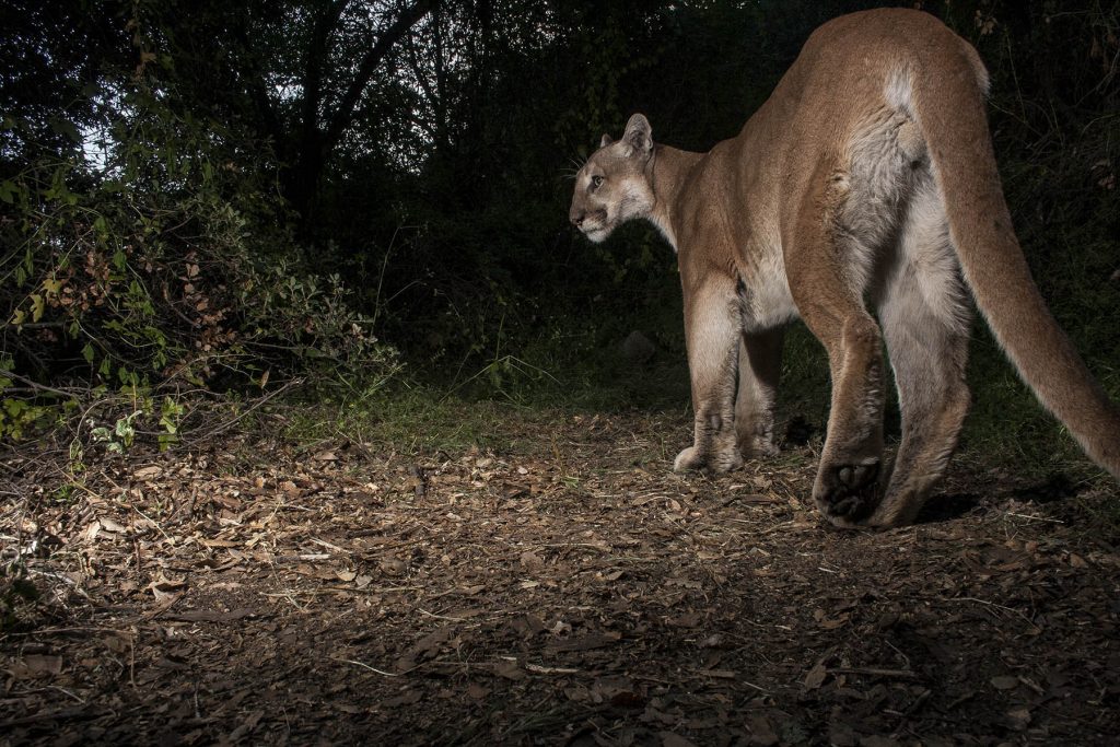 God’s Valley Cougar Attack: Duane Stephens In His Own Words ...