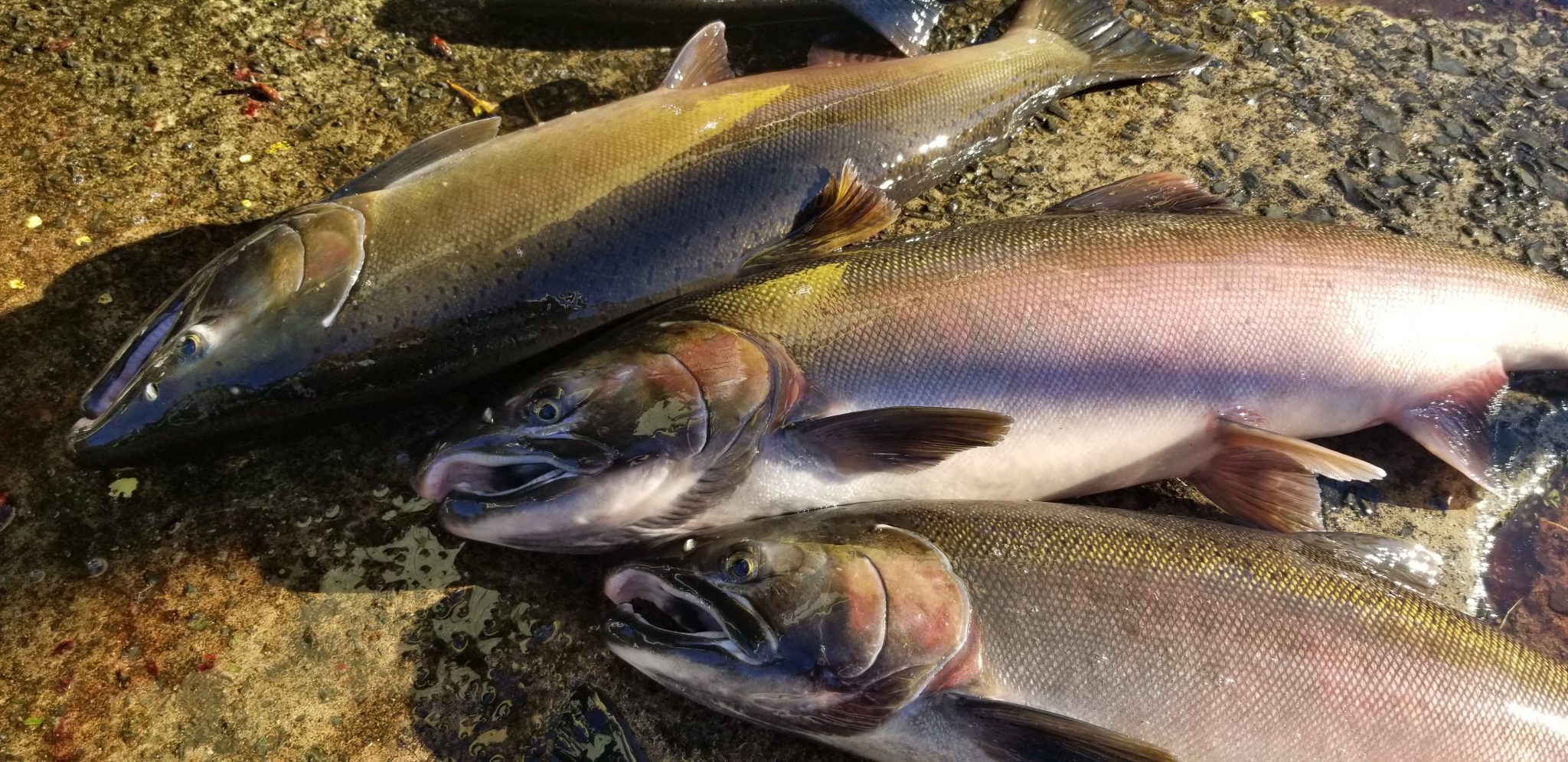 GOOD NEWS FOR 2020: Smiley Brothers & Sisters North Fork Nehalem River ...