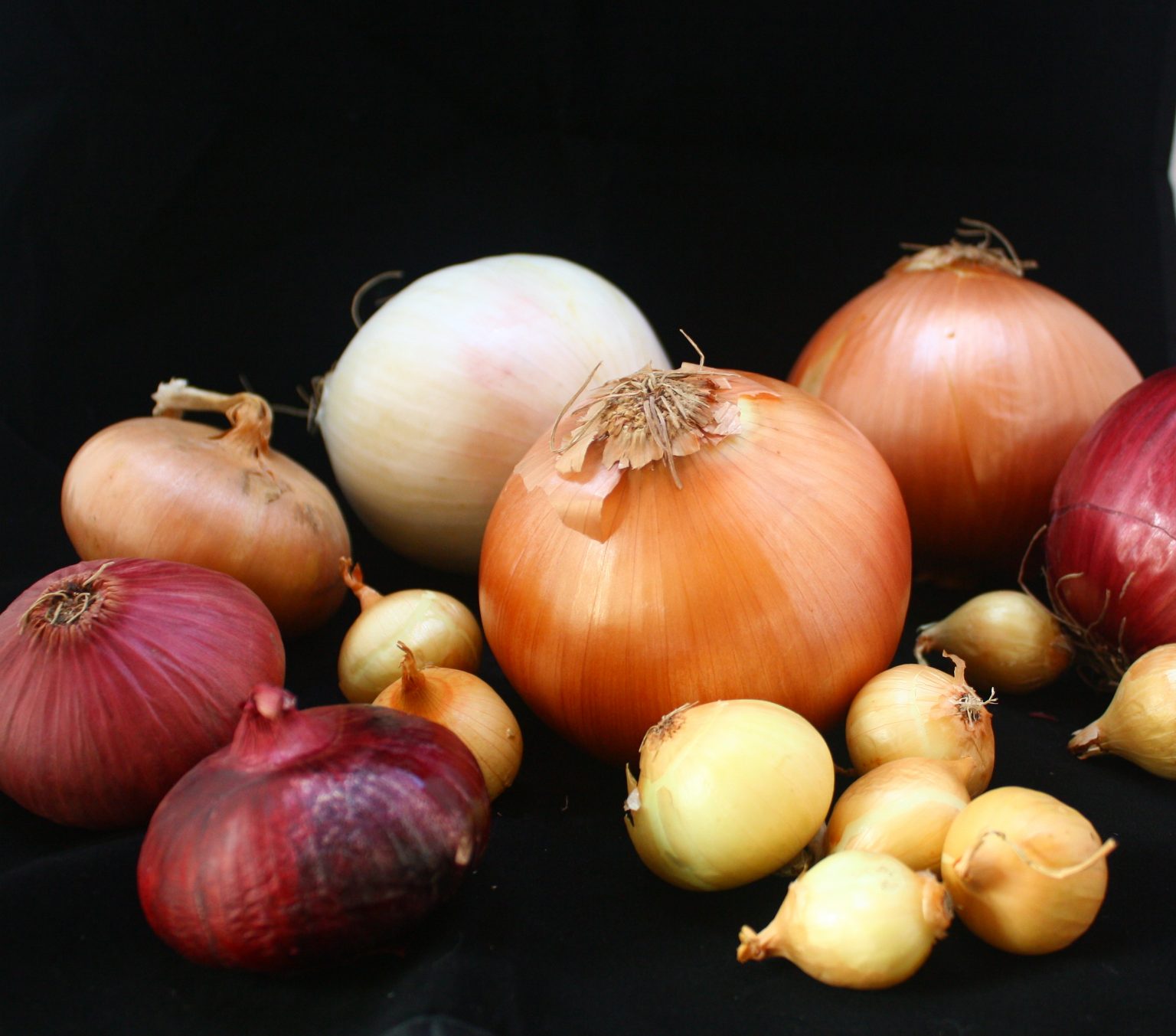 Behold the magnificent and mighty onion! – Tillamook County Pioneer