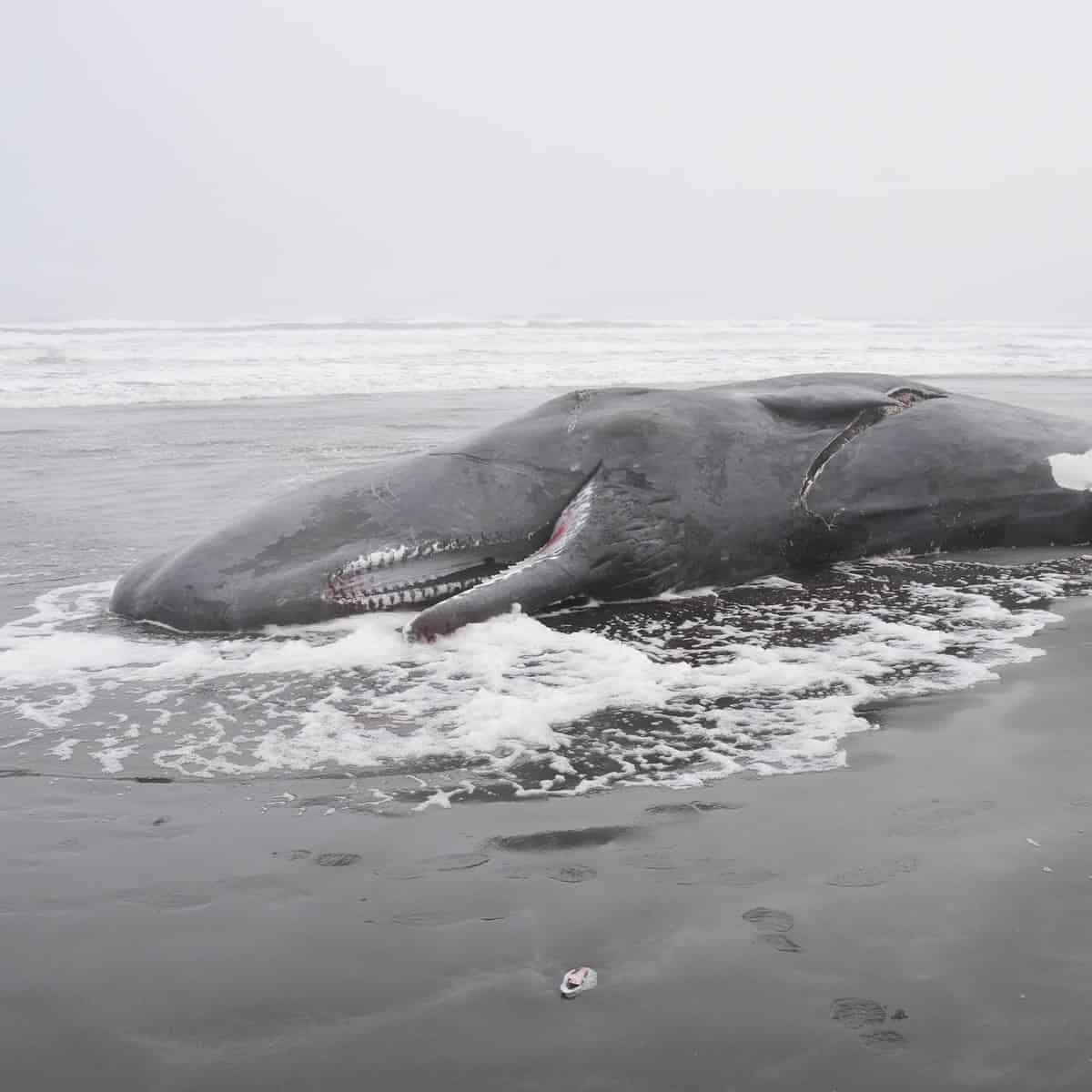 Male Sperm Whale Washes Ashore In Fort Stevens State Park