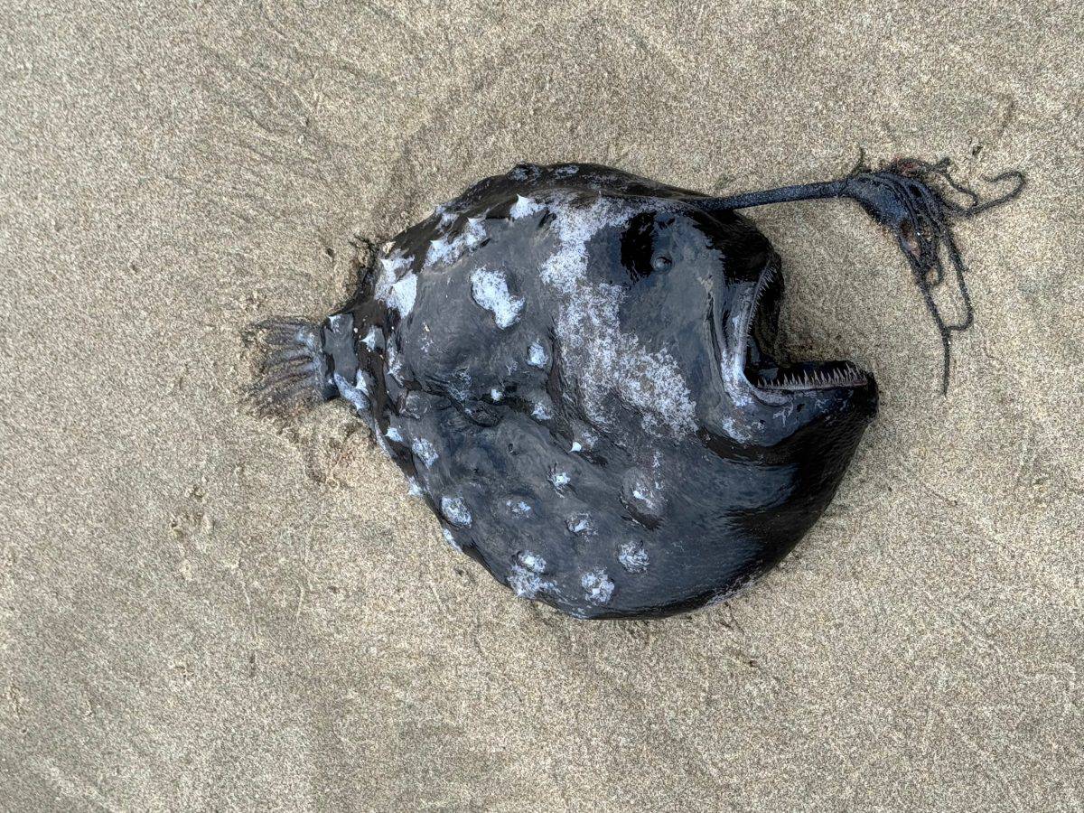 Rare Deep-Sea Angler Fish Found South of Cannon Beach, Oregon ...
