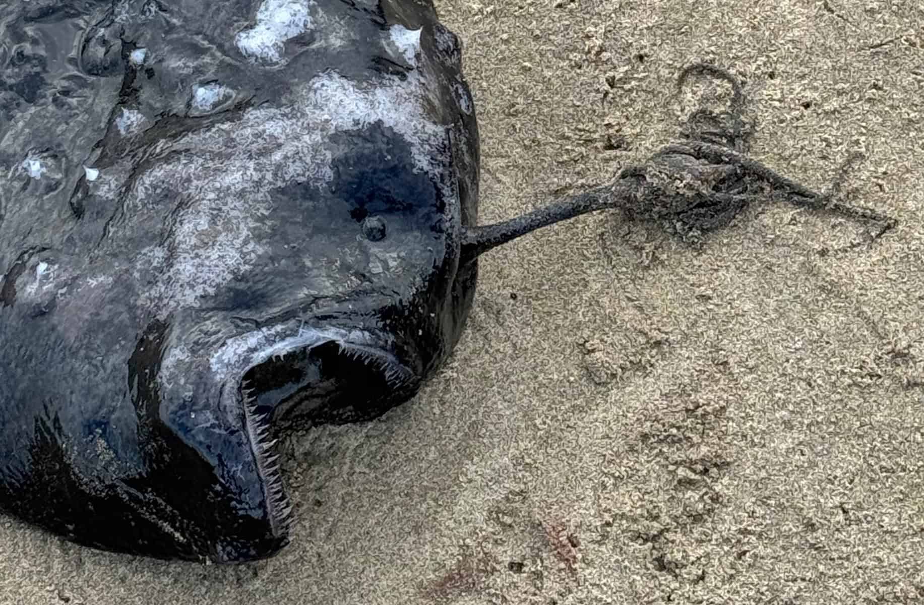Rare Deep-Sea Angler Fish Found South of Cannon Beach, Oregon ...