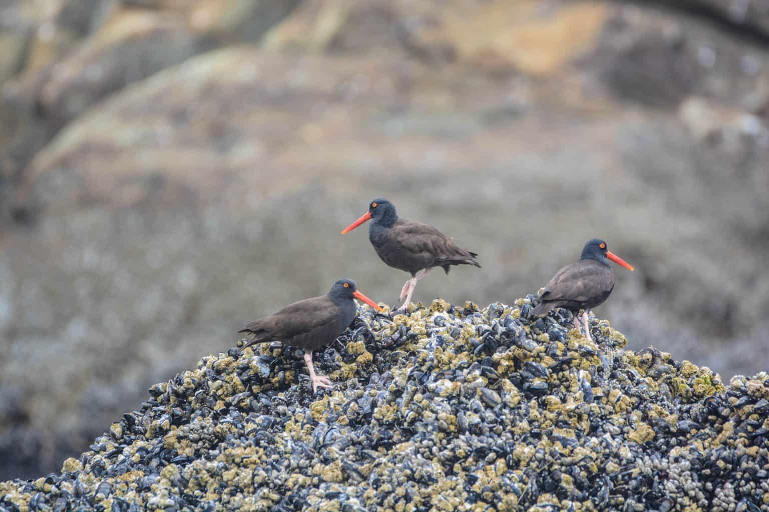 The Great Cannon Beach Puffin Watch – July 1- 4th, Haystack Rock in ...