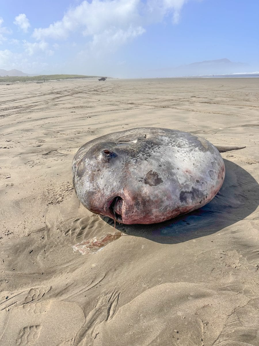 Busy Week for Seaside Aquarium – 7.3 foot Hoodwinker Sunfish washes ...