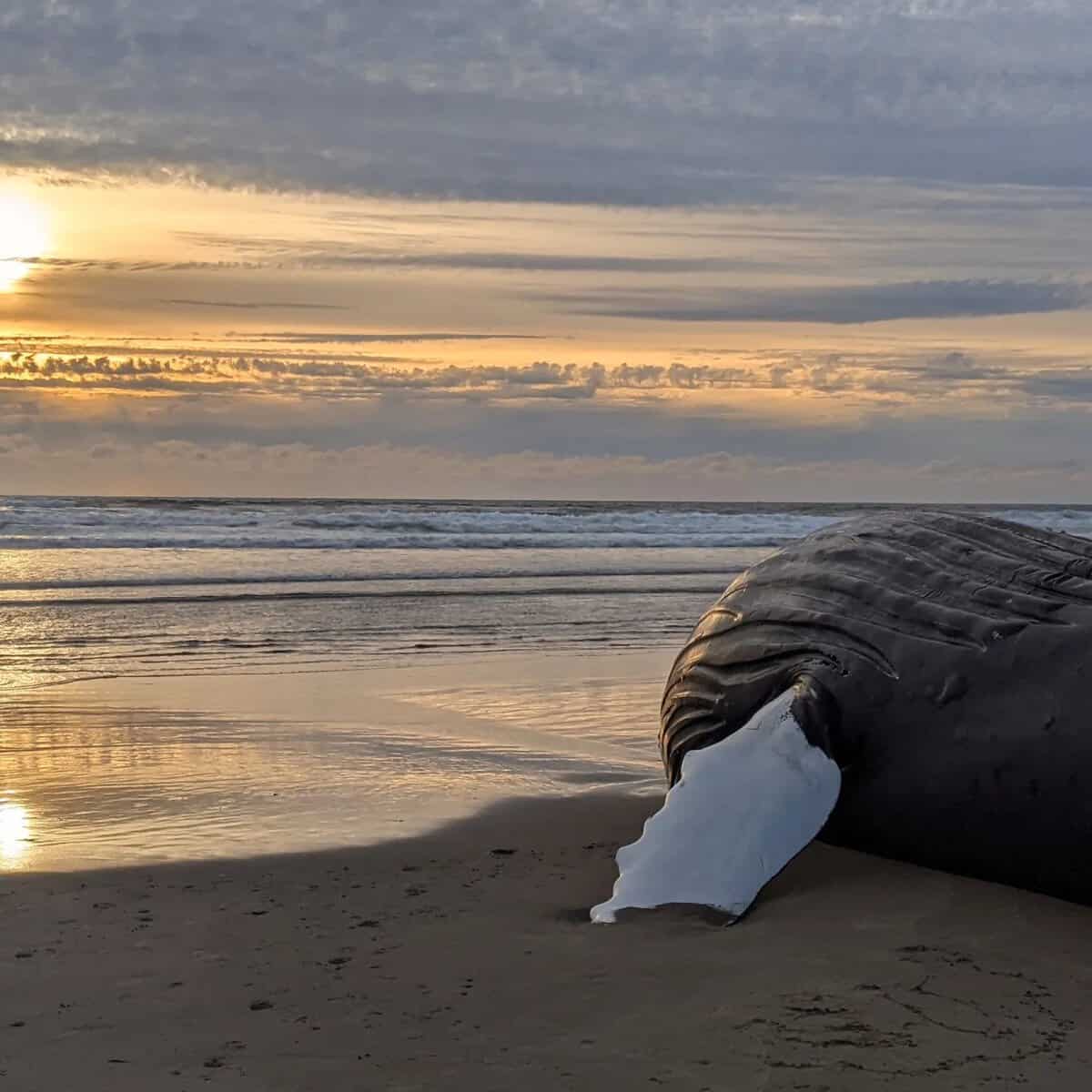 Research Team Completes Necropsy of Humpback Whale that Washed Ashore ...