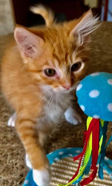 UNITED PAWS Kittens of the Week: Mango & Bilya – Tillamook County Pioneer
