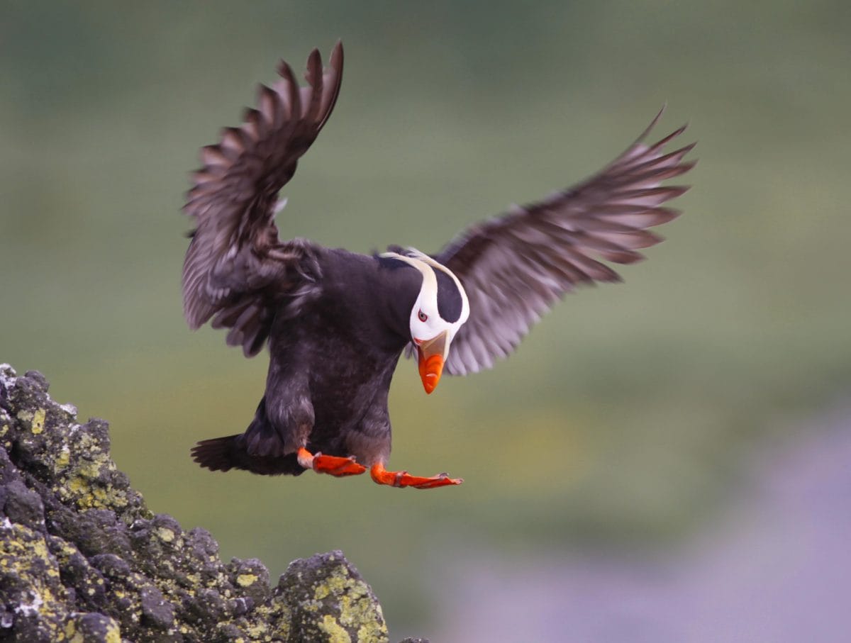 The Great Cannon Beach Puffin Watch – July 1- 4th, Haystack Rock in ...