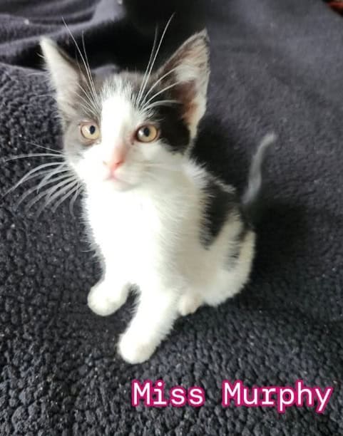 Kittens of the Week: Tobi, Murphy & Chip – Tillamook County Pioneer