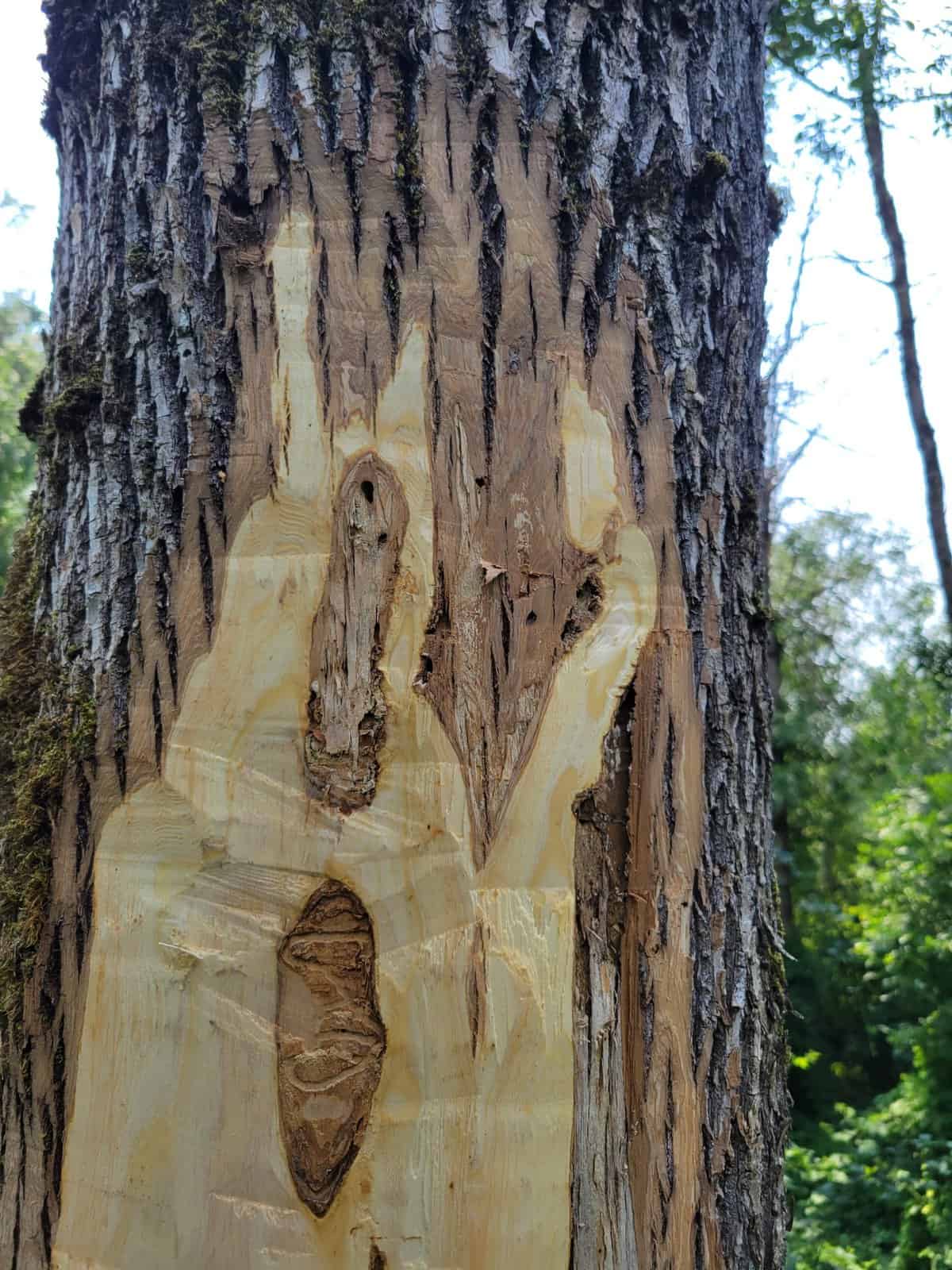 OREGON DEPT. OF FORESTRY: Emerald ash borer discovered in more counties ...