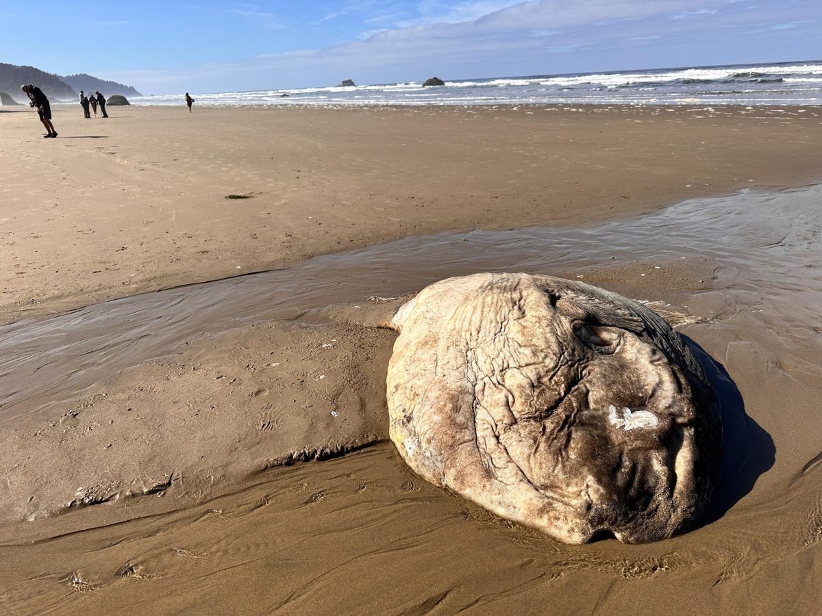 SEASIDE AQUARIUM: Another Mola Mola on North Coast Beach, Hug Point ...