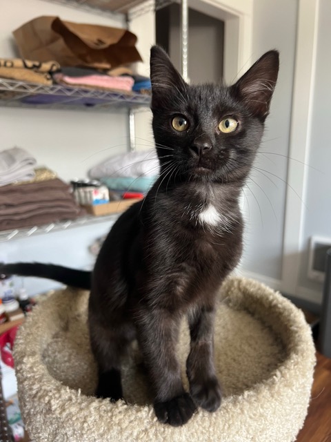 UNITED PAWS KITTENS OF THE WEEK: Casey & Annie – Tillamook County Pioneer