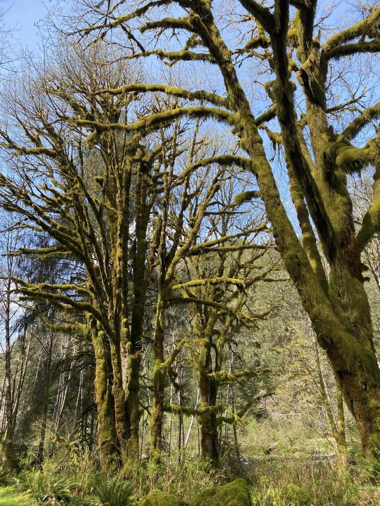 CALL TO ACTION: Restore Public Access to Miami Forest Road – The History, How We Got Here ...