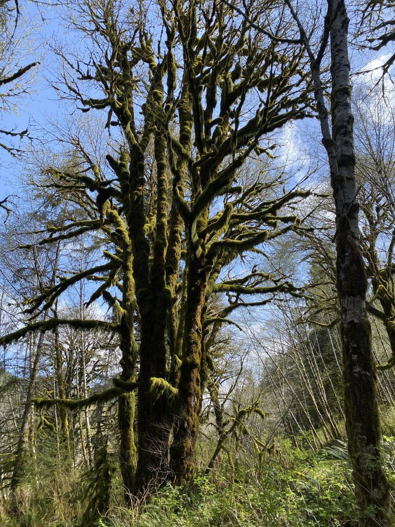 CALL TO ACTION: Restore Public Access to Miami Forest Road – The History, How We Got Here ...