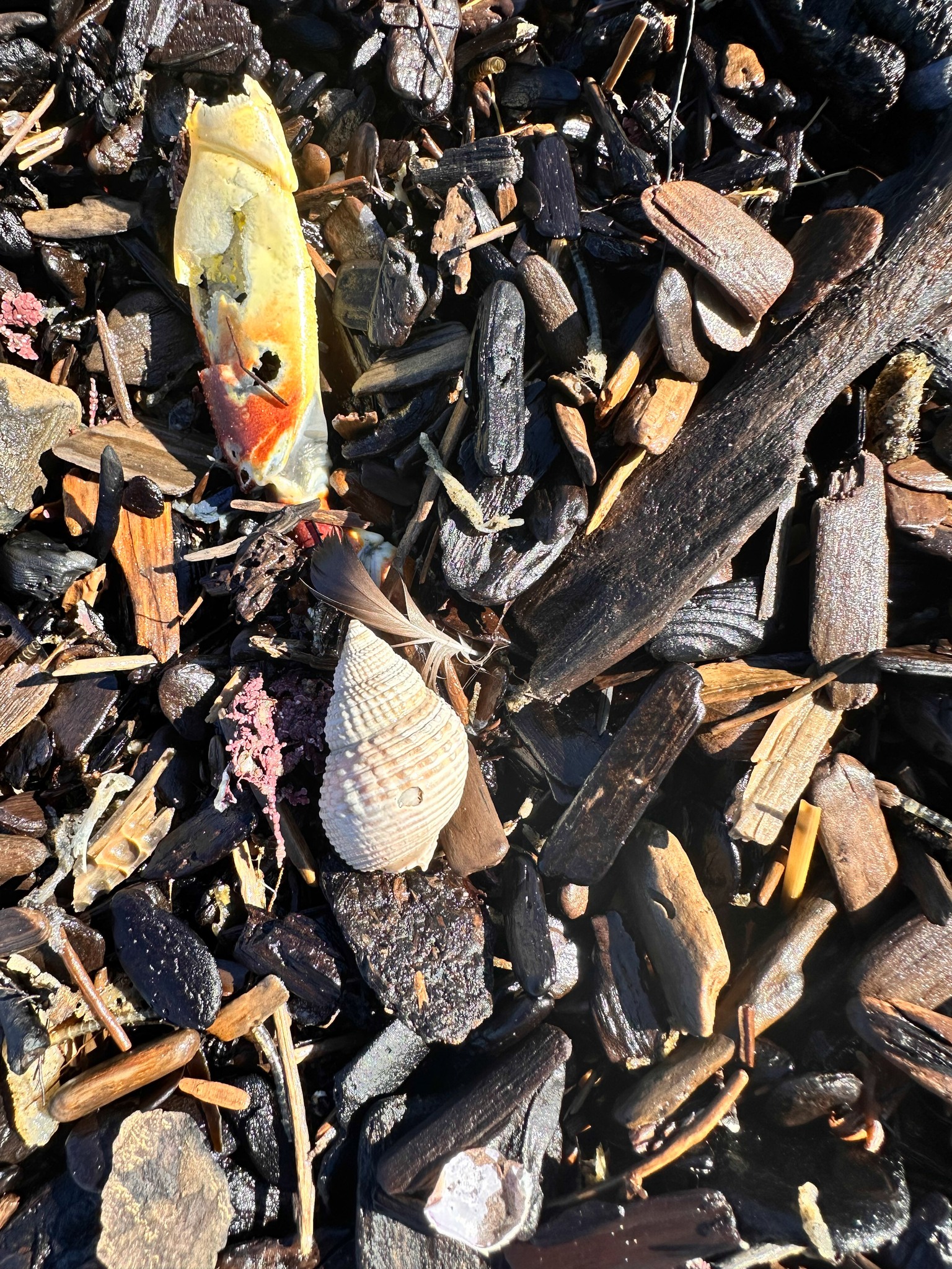 SEASIDE AQUARIUM EXPLORES OCEAN BURP – Tillamook County Pioneer