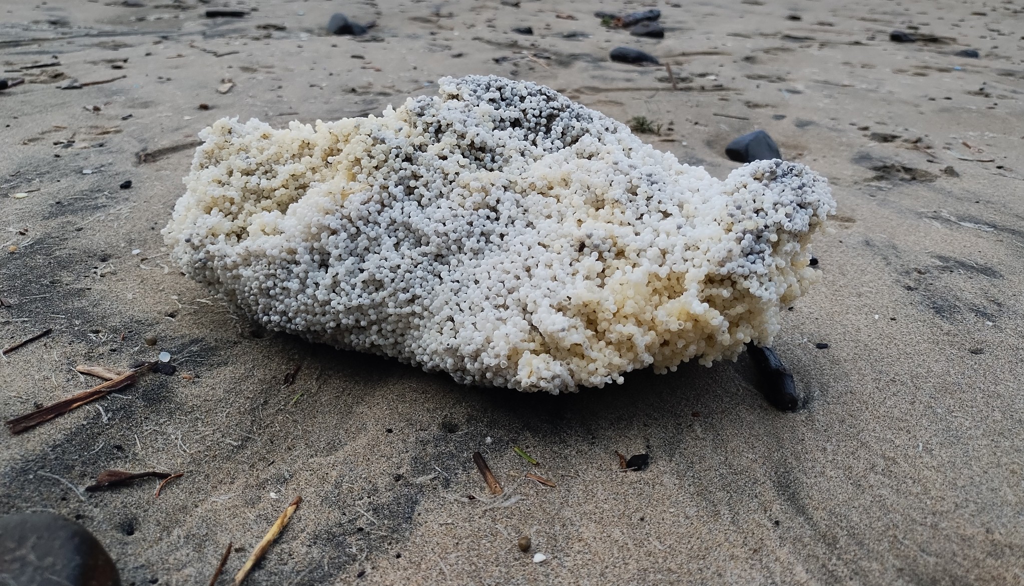SEASIDE AQUARIUM: What’s that on the beach? Sea Pickles, Lingcod Eggs ...