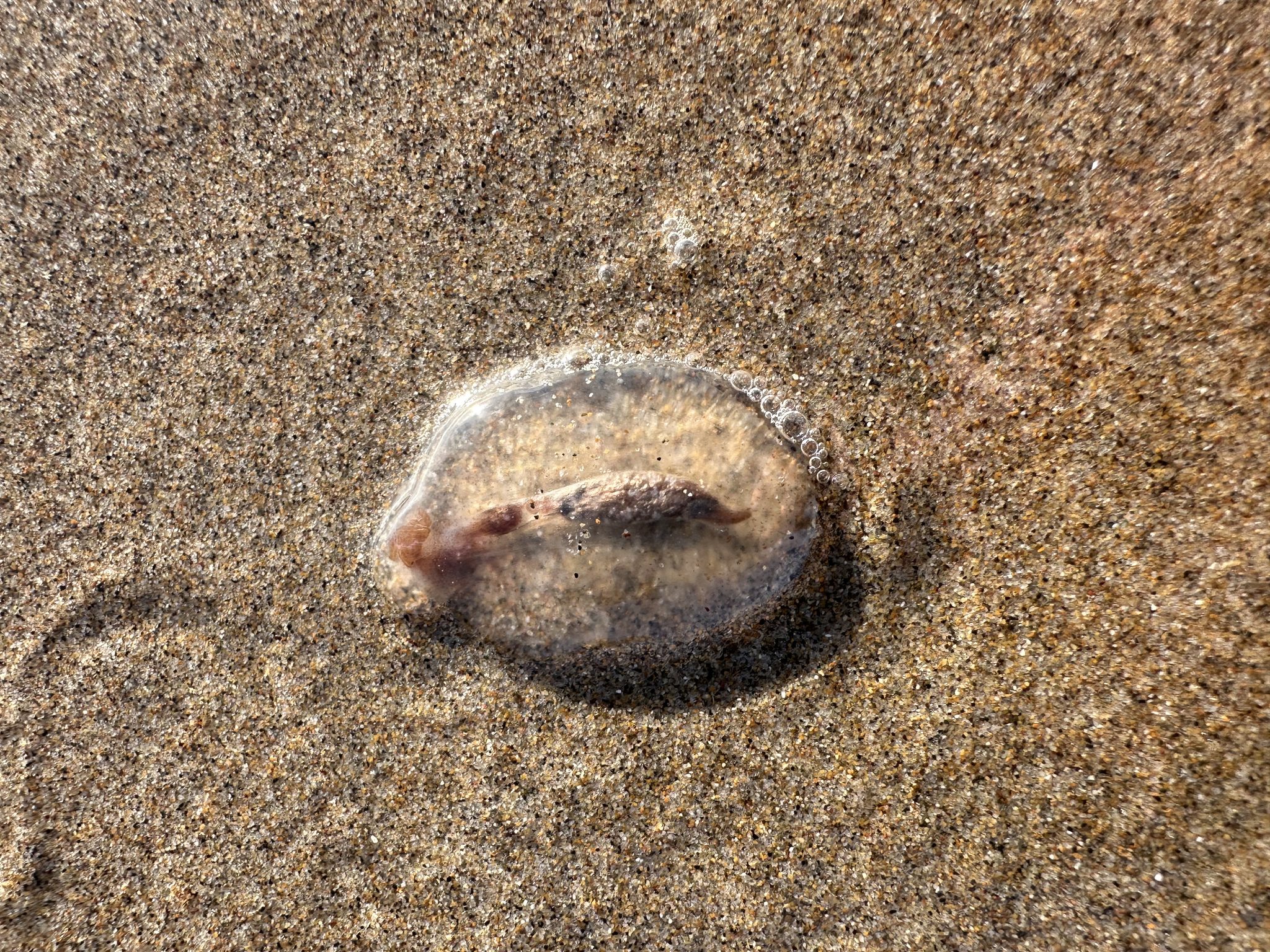 SEASIDE AQUARIUM: What’s that on the beach? Sea Pickles, Lingcod Eggs ...