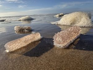 SEASIDE AQUARIUM: What’s that on the beach? Sea Pickles, Lingcod Eggs ...