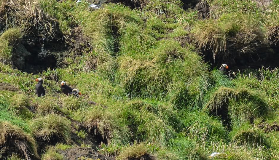 Welcome the Puffins Back to Haystack Rock Sunday April 13; Puffins Return … – Tillamook County ...