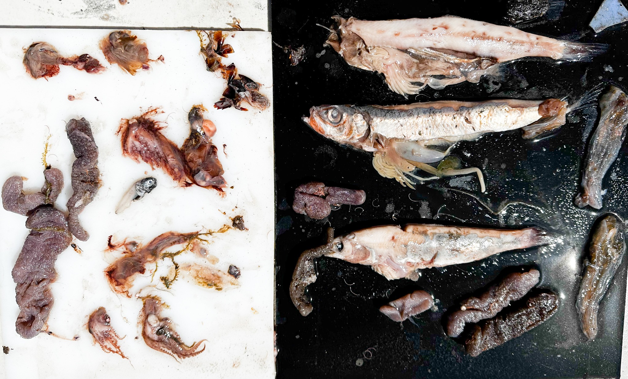 LANCET FISH WASHES ASHORE ON SEASIDE BEACH EARTH DAY APRIL 22nd ...