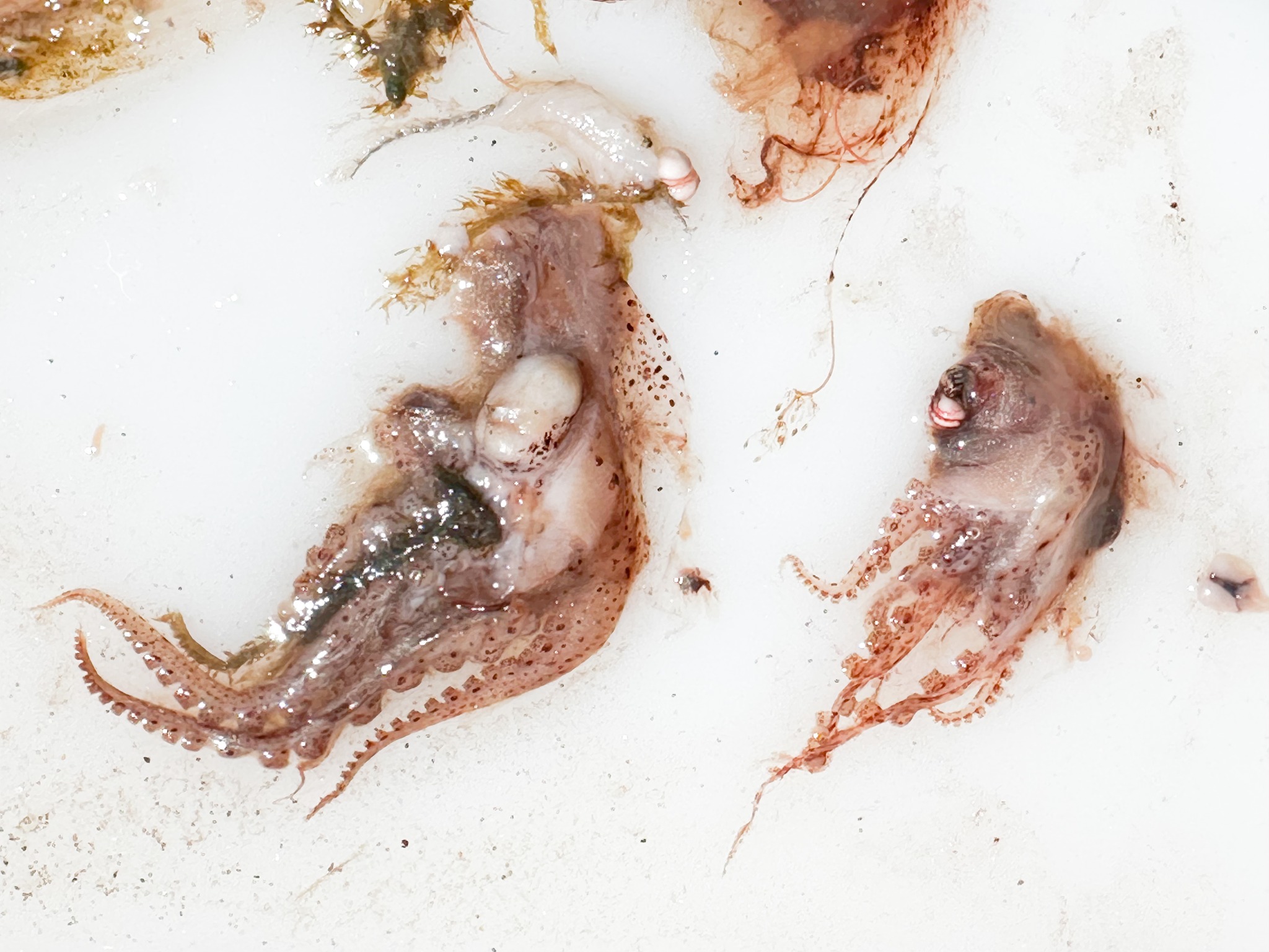 LANCET FISH WASHES ASHORE ON SEASIDE BEACH EARTH DAY APRIL 22nd ...