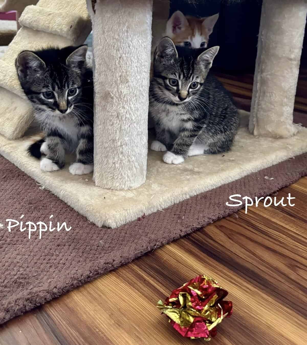 UNITED PAWS KITTENS OF THE WEEK: Bonzai, Poppy, Pippin & Sprout ...