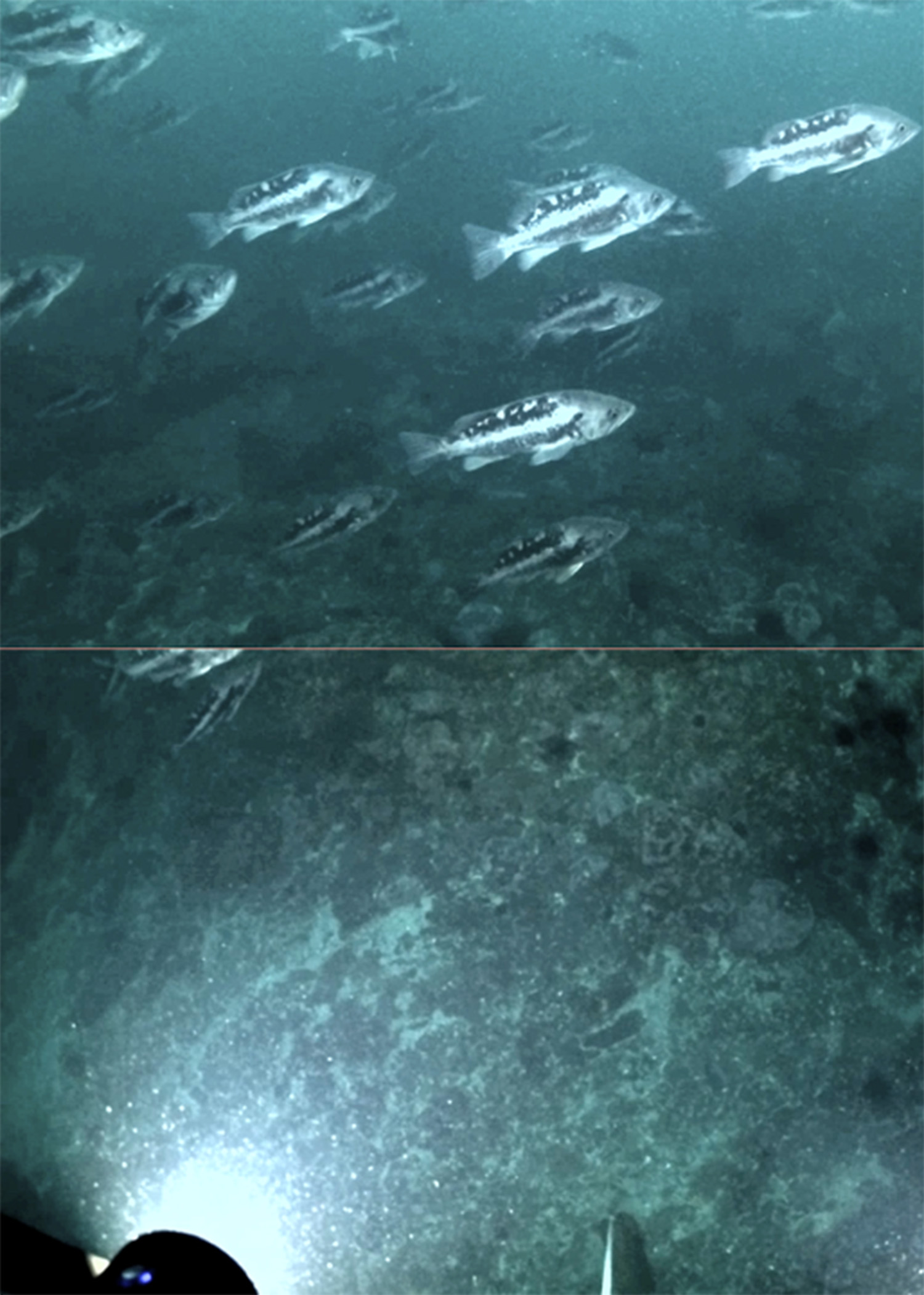 OREGON DEPT. OF FISH & WILDLIFE: Critical survey underway to inform management of Oregon’s black ...