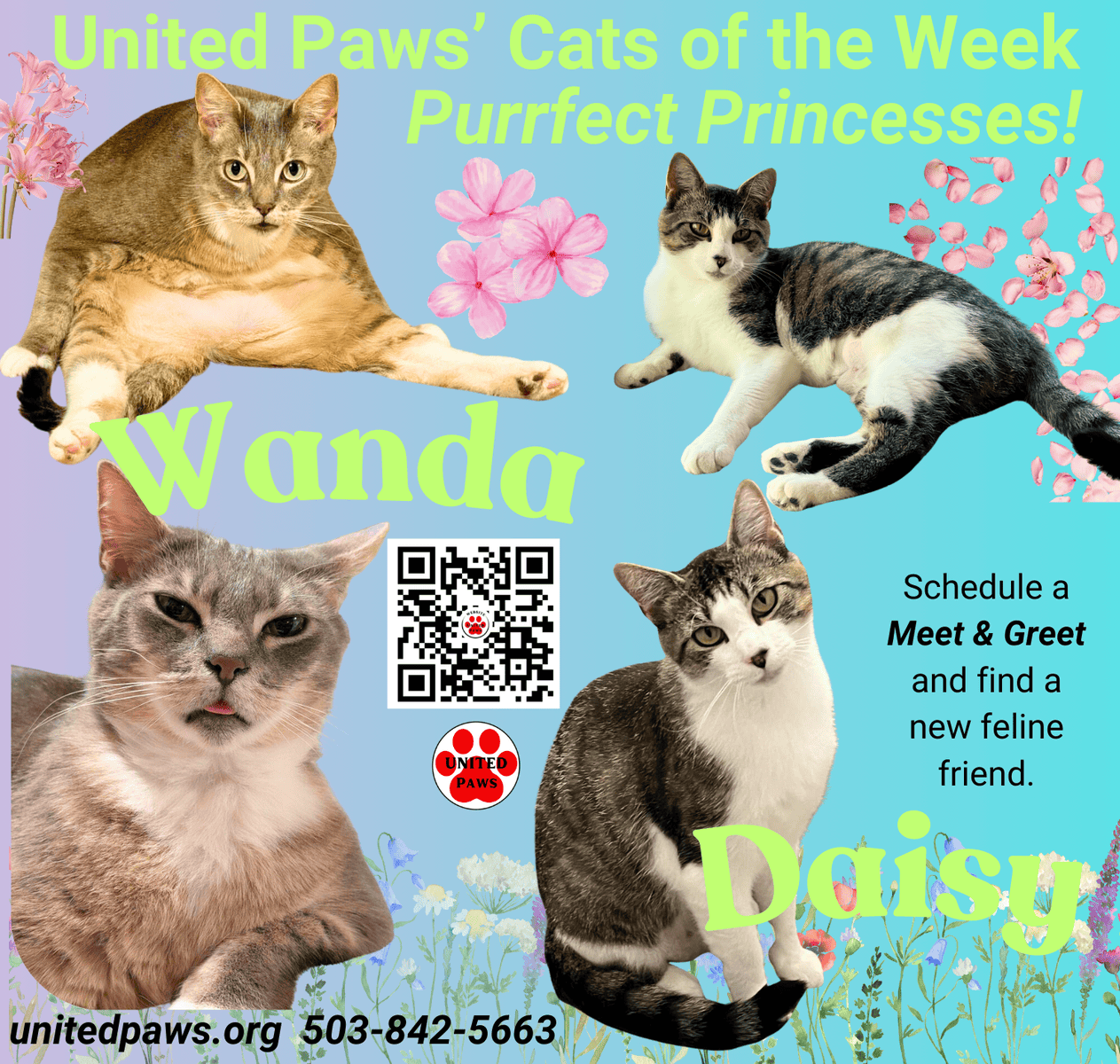 United Paws Cats of the Week: Meet Wanda and Daisy, Two Purrfect ...