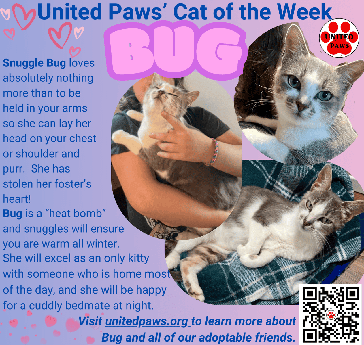 United Paws: Cat of the Week – BUG – Tillamook County Pioneer