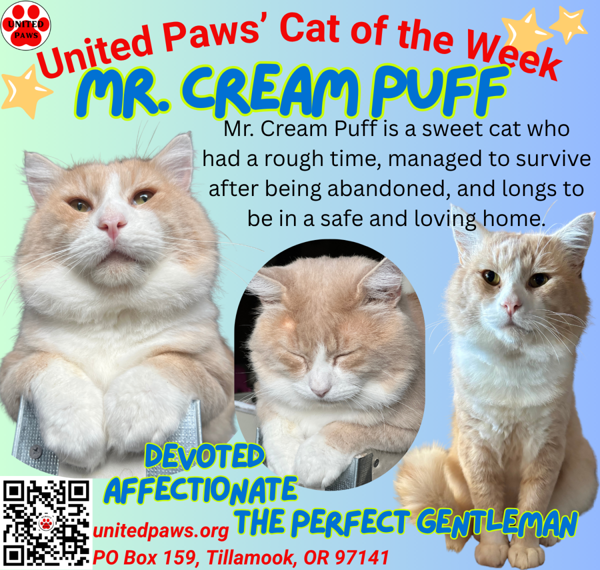 United Paws Cat of the Week: Meet Mr. Cream Puff – Tillamook County Pioneer