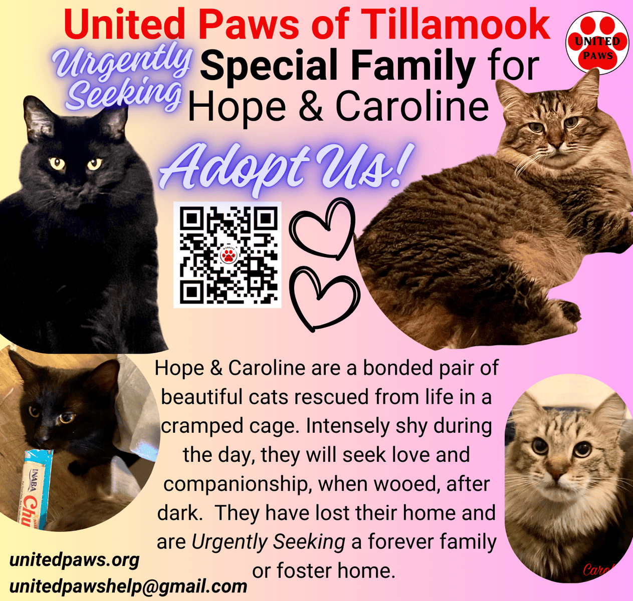 United Paws Cats of the Week: Meet Hope & Caroline – Tillamook County ...