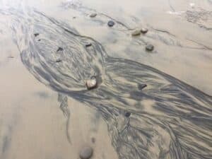 BUTCH’S BLOG: The Fine Art of Beachcombing – Tillamook County Pioneer
