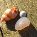 BUTCH’S BLOG: The Fine Art of Beachcombing – Tillamook County Pioneer
